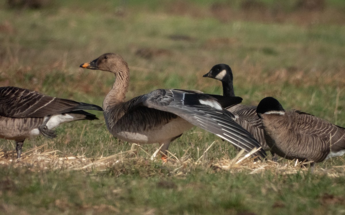 eBird Checklist - 3 Nov 2024 - Arcata Bottoms--Jackson Ranch Rd. - 15 ...
