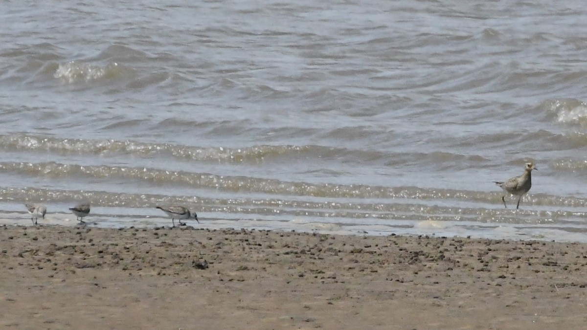 eBird Checklist - 4 Nov 2024 - Stockyard Point - 35 species