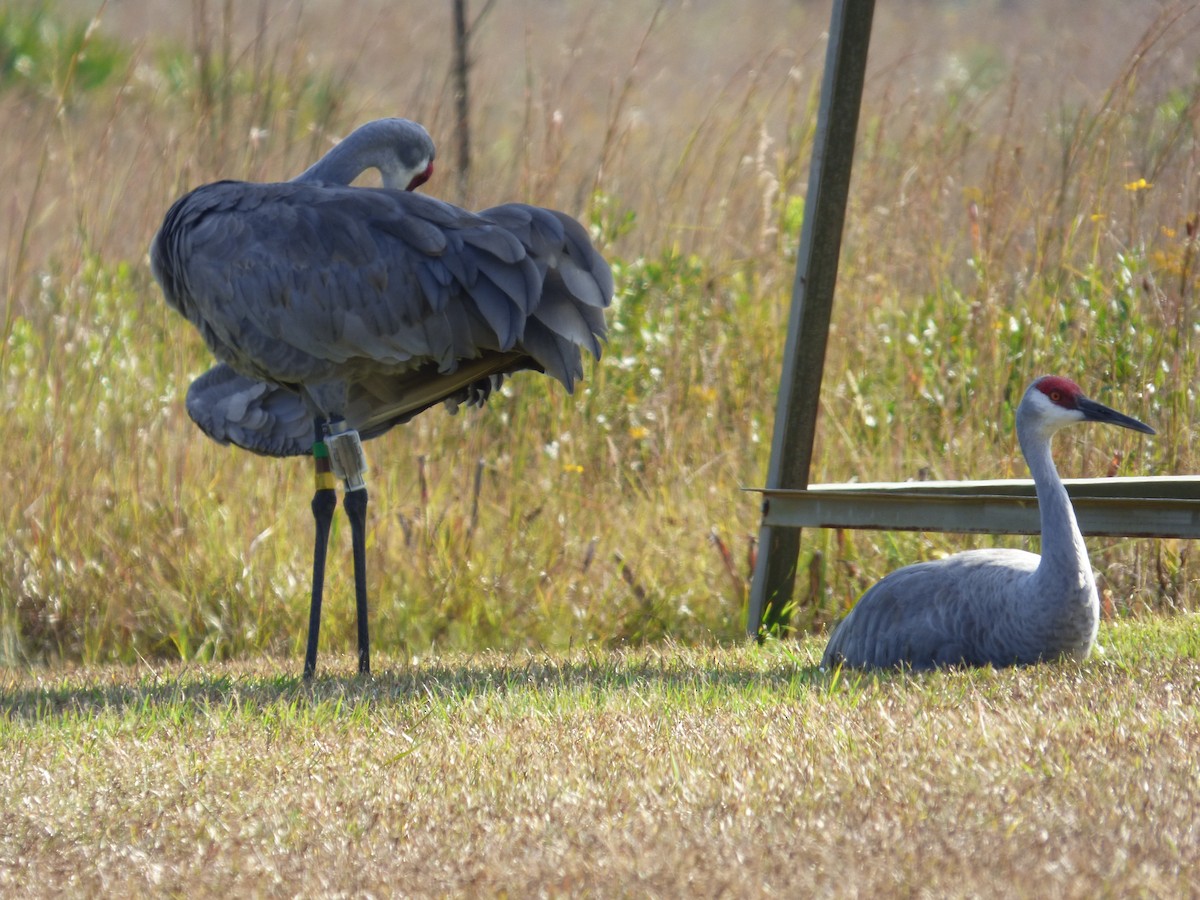 eBird Checklist - 29 Oct 2024 - Mississippi Sandhill Crane NWR--Gautier Unit - 8 species