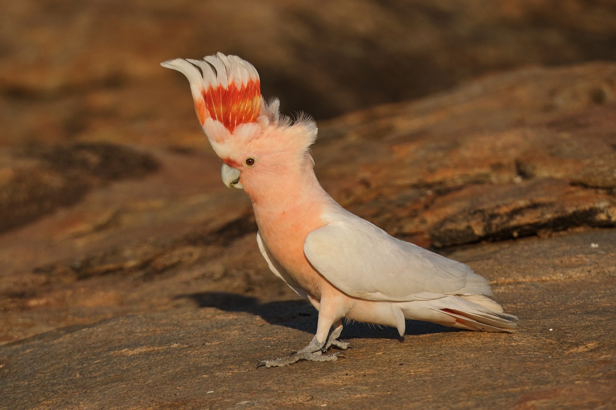 ML625829635 - Pink Cockatoo - Macaulay Library