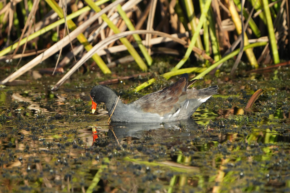 eBird Checklist - 4 Nov 2024 - Lake Woodruff NWR - 48 species