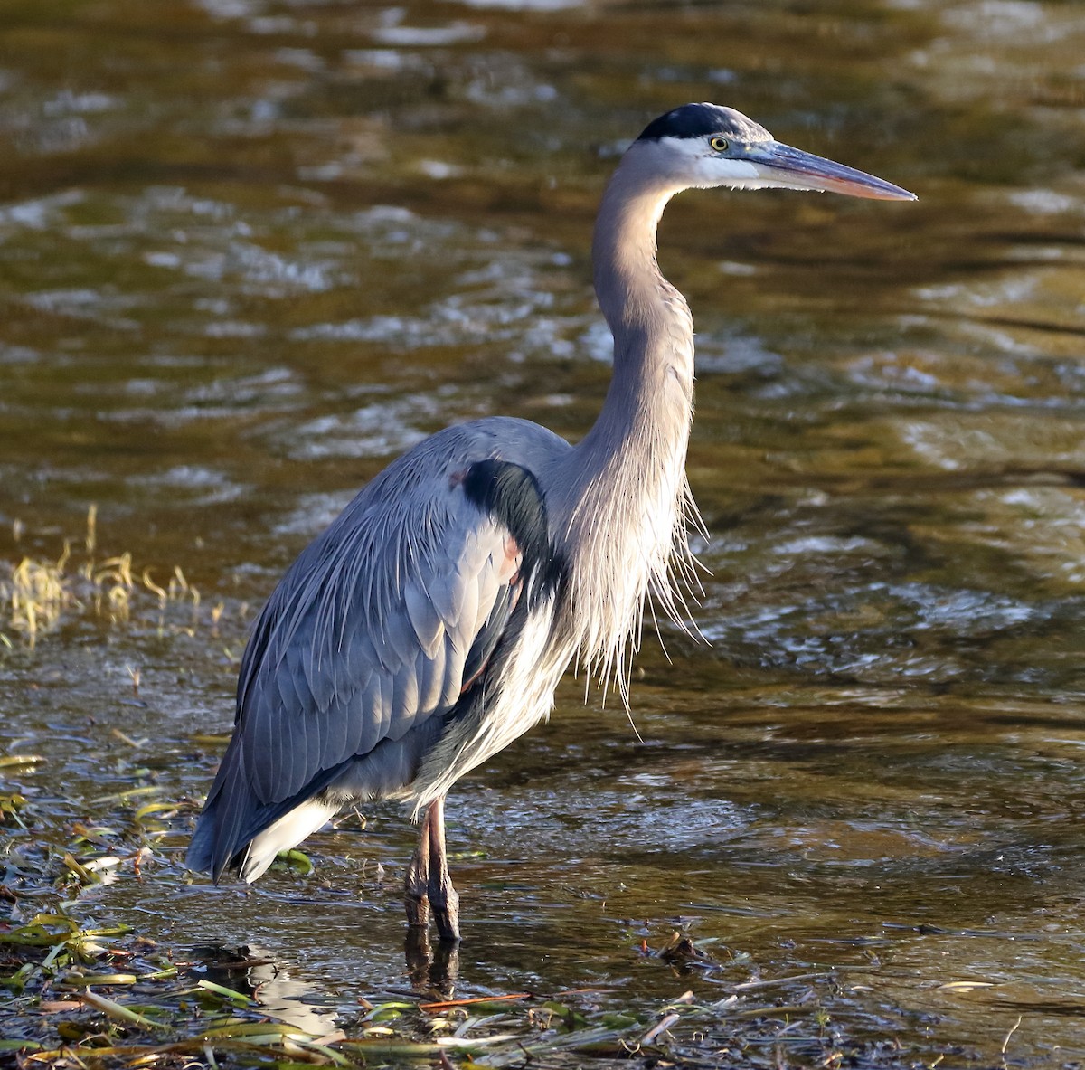 eBird Checklist - 4 Nov 2024 - Swan Harbor Farm Park - 43 species (+2 ...