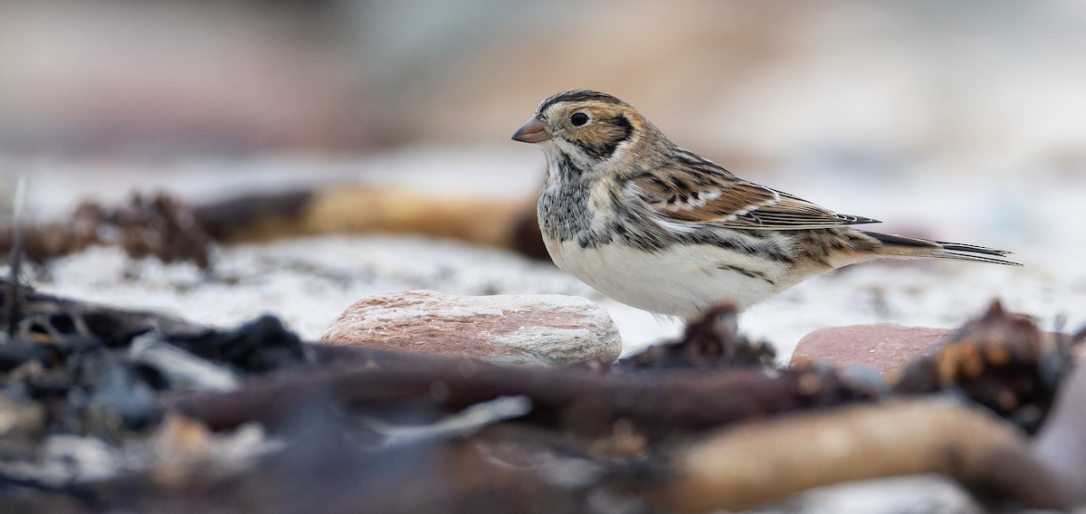 ML625832947 - Lapland Longspur - Macaulay Library