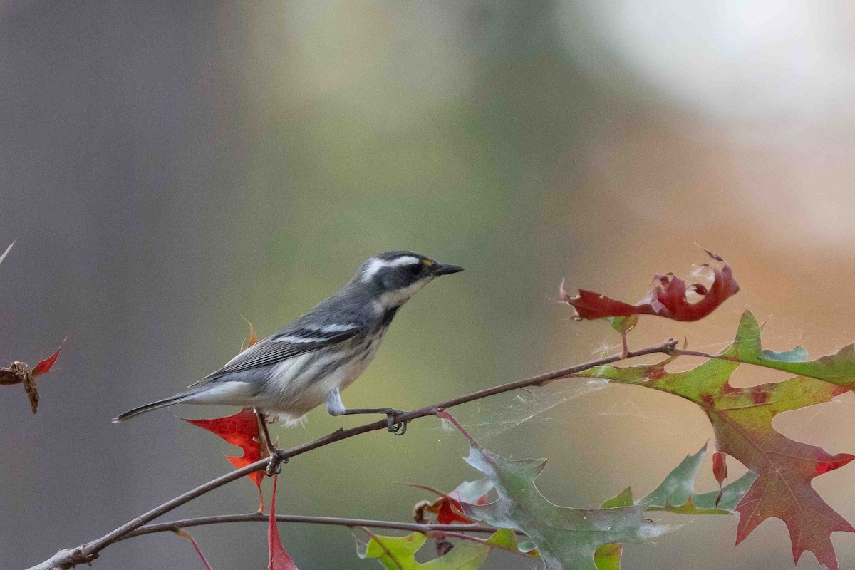 eBird Checklist - 30 Oct 2024 - Presque Isle SP--Pine Tree Trail - 3 species