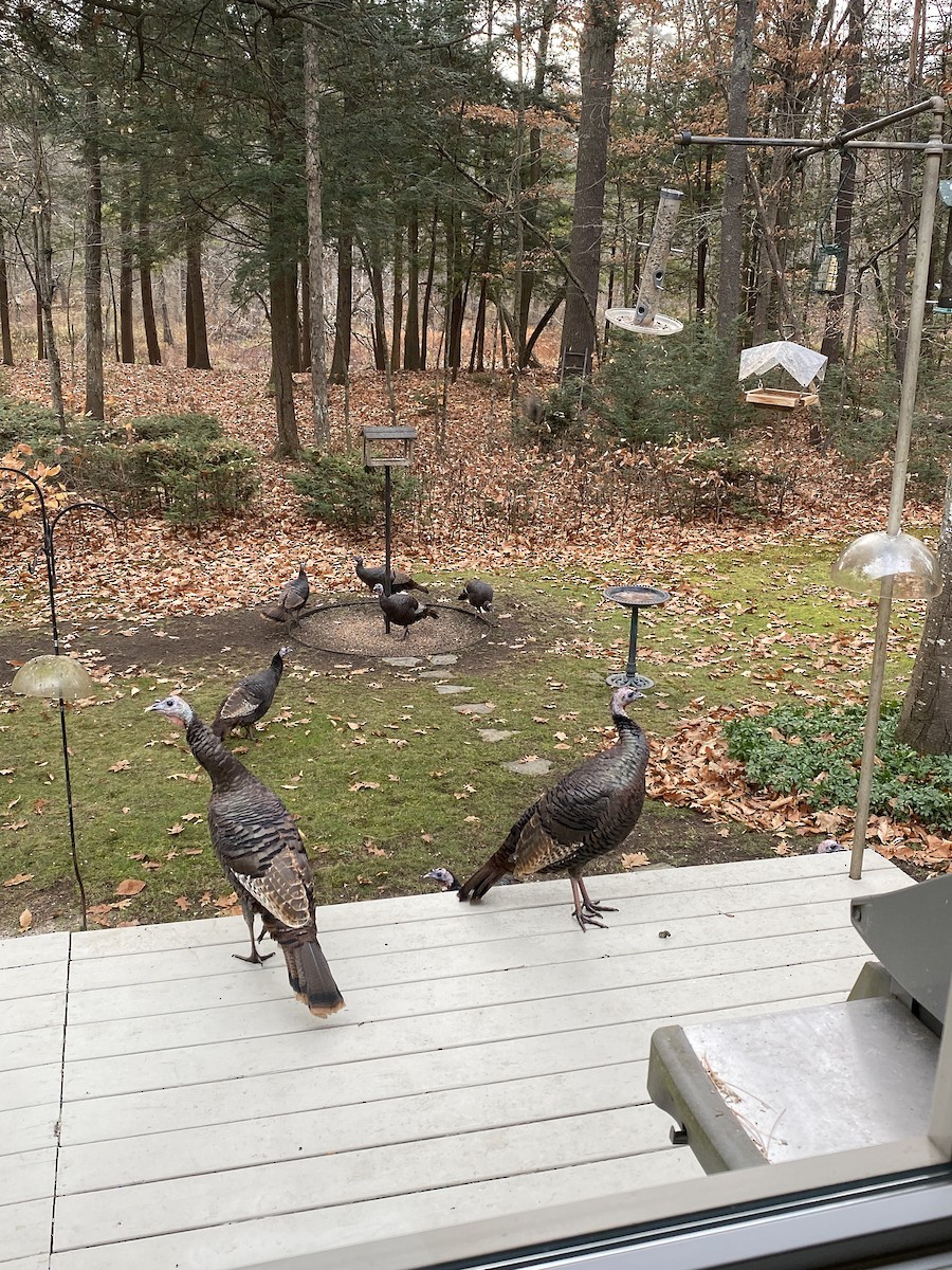 eBird Checklist - 4 Nov 2024 - Epping NH Yard - 2 species