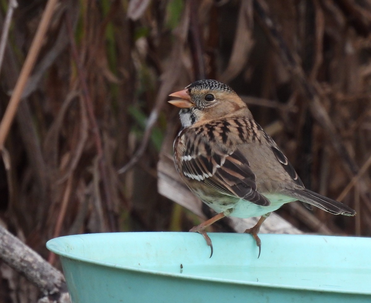 eBird Checklist - 3 Nov 2024 - Lye Creek Prairie Burn, aka The Burn ...