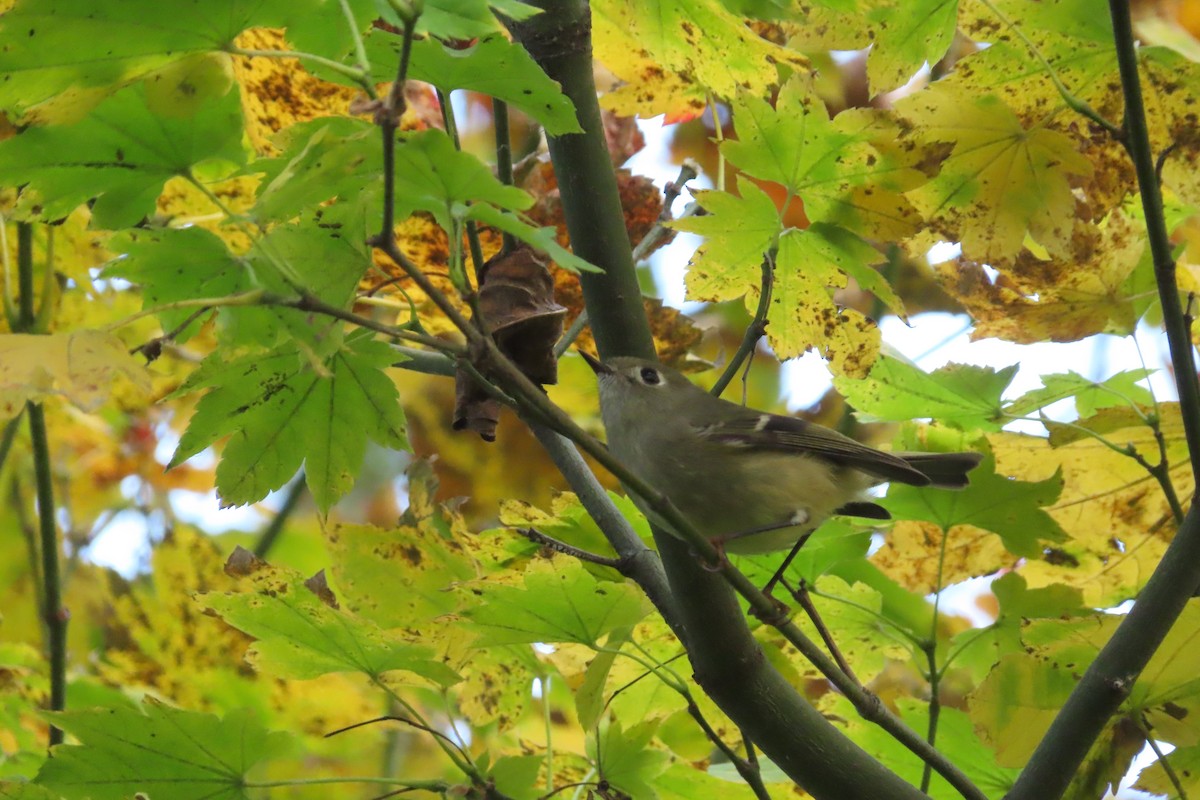 eBird Checklist - 4 Nov 2024 - Whitaker Ponds Nature Park - 28 species