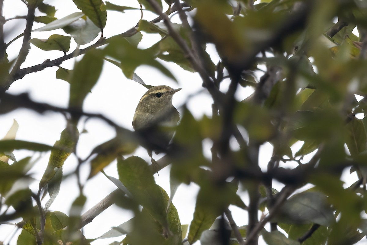 eBird Checklist - 4 Nov 2024 - Xove--Vilachá (aldea e entorno) - 15 species