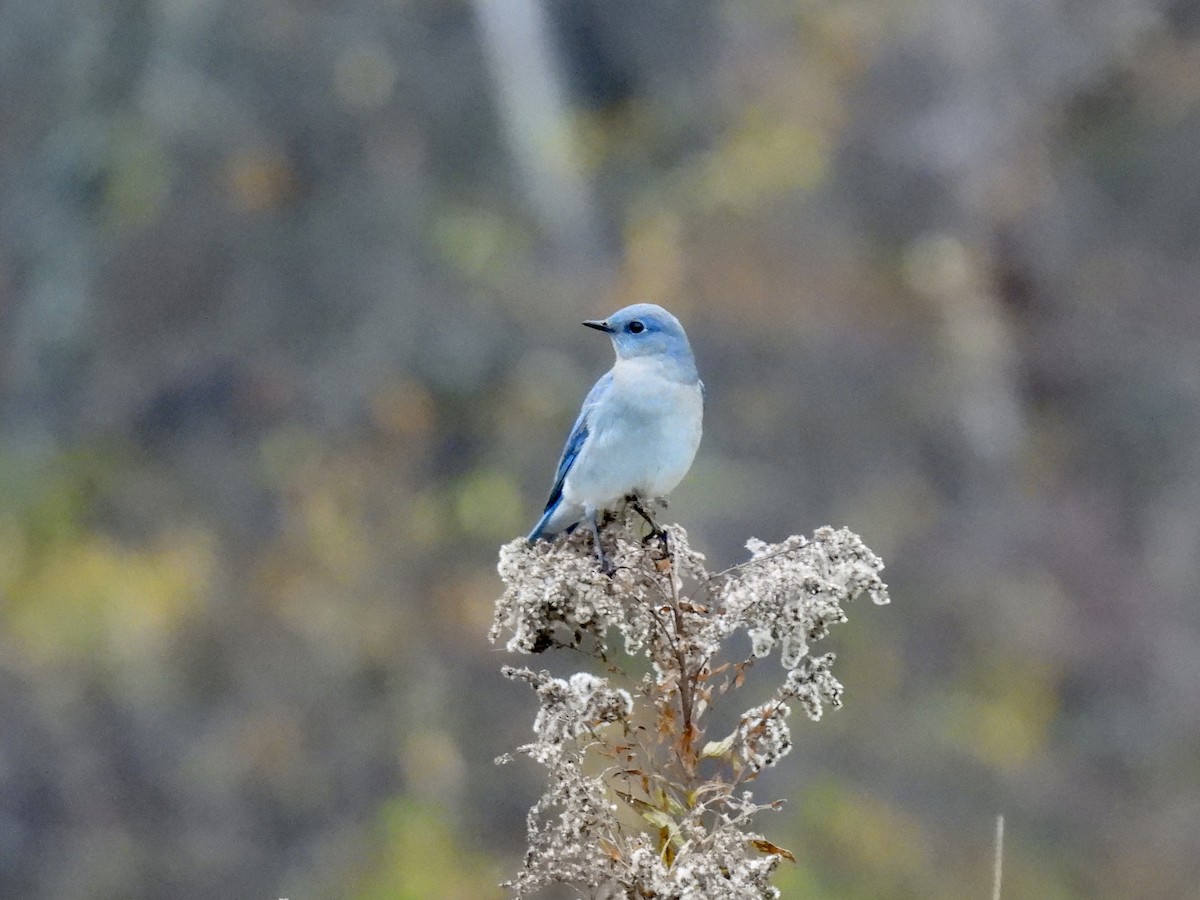 ML625871767 - Mountain Bluebird - Macaulay Library