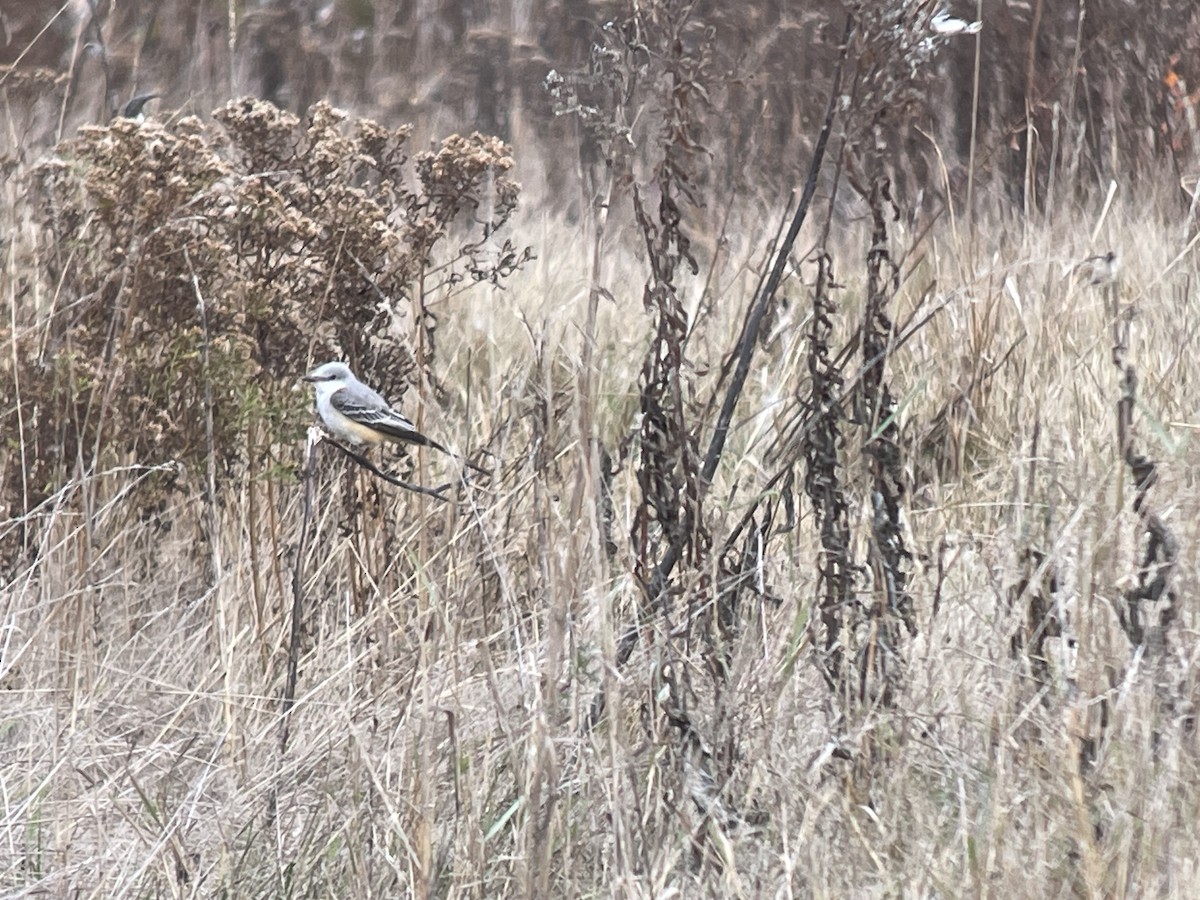 eBird Checklist - 5 Nov 2024 - Ipswich River Wildlife Sanctuary (Mass ...