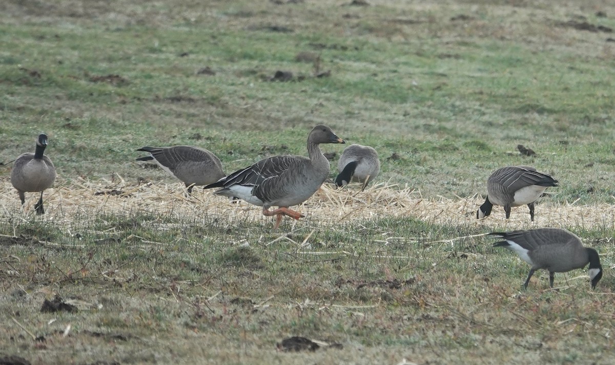 eBird Checklist - 4 Nov 2024 - Arcata Bottoms--Jackson Ranch Rd. - 13 ...