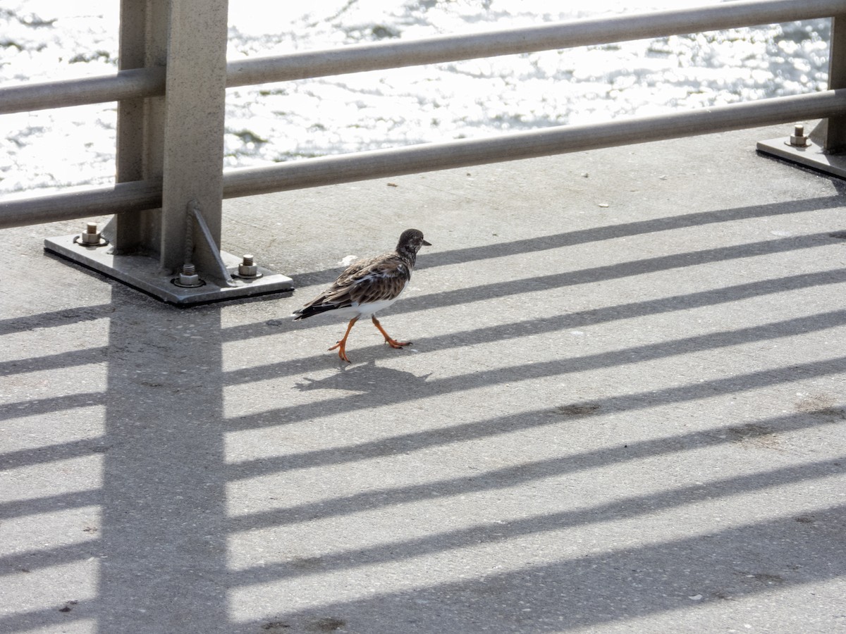 eBird Checklist - 4 Nov 2024 - Boynton Beach Inlet Park - 14 species
