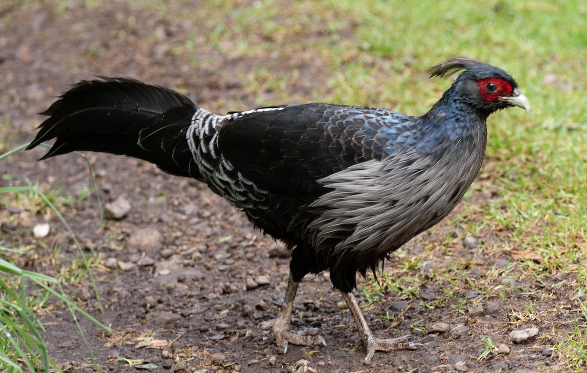 eBird Checklist - 2 Nov 2024 - Hakalau Forest NWR--Pua Akala Tract ...