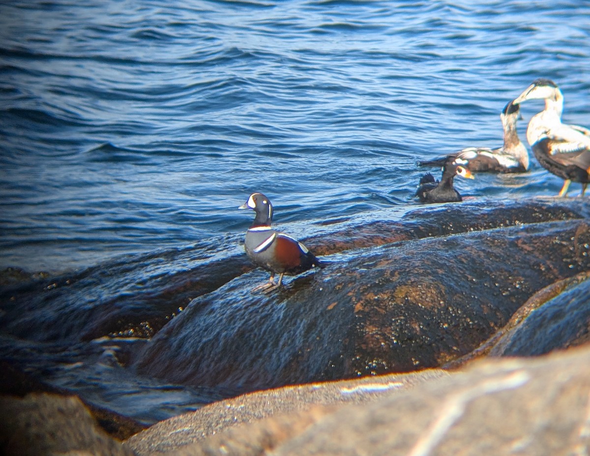 eBird Checklist - 5 Nov 2024 - Gully Point Cove - 18 species