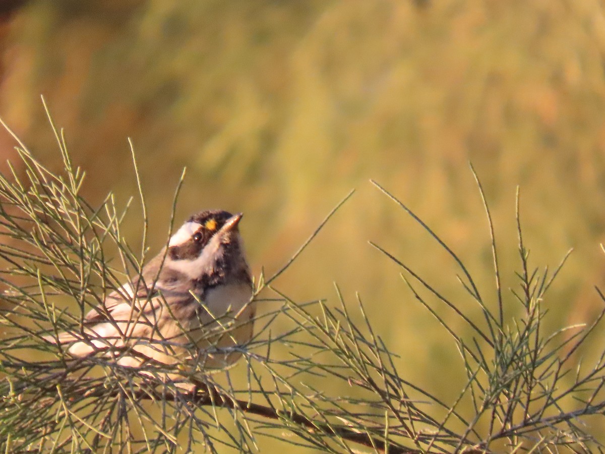 eBird Checklist - 5 Nov 2024 - Bob Kildee Community Park - 33 species ...
