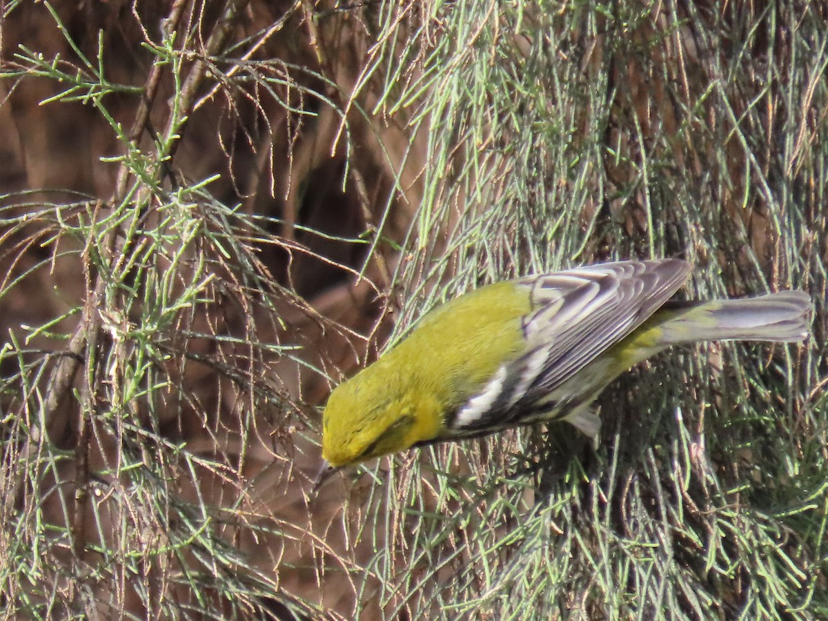 eBird Checklist - 5 Nov 2024 - Bob Kildee Community Park - 1 species