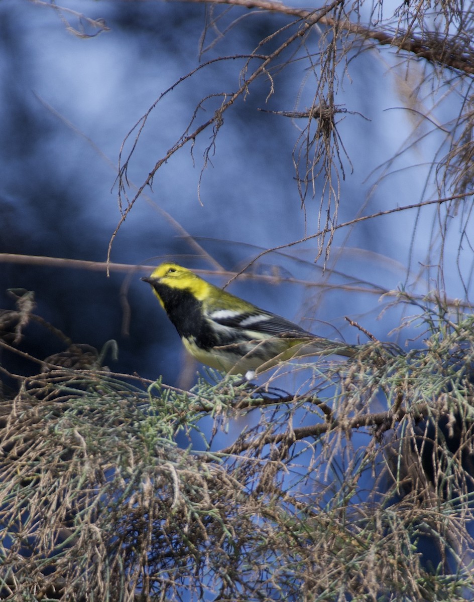 eBird Checklist - 5 Nov 2024 - Bob Kildee Community Park - 13 species