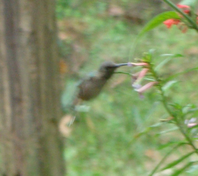 eBird Checklist - 5 Nov 2024 - St Benedict, LA, USA - 10 species
