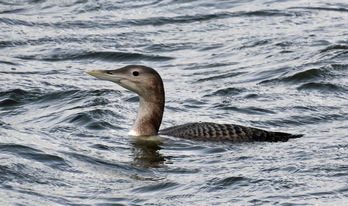 eBird Checklist - 5 Nov 2024 - Helena Valley Regulating Reservoir - 23 ...