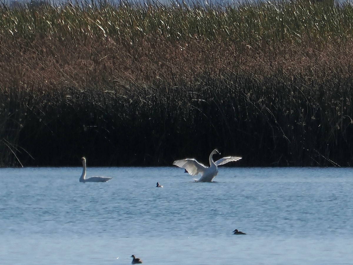 eBird Checklist - 4 Nov 2024 - Piute Ponds (permit required) - 68 ...