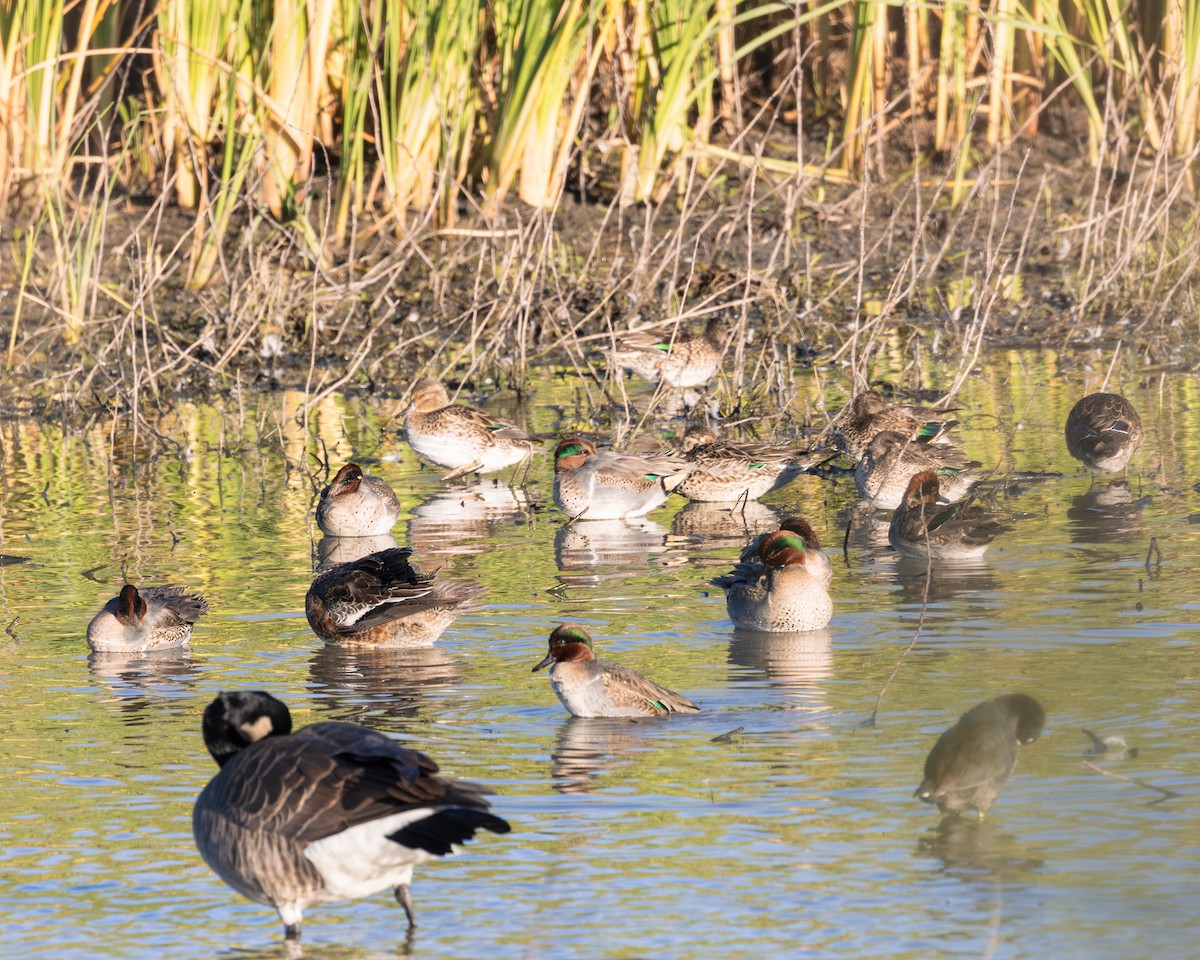eBird Checklist - 5 Nov 2024 - I-20 Pond/Jenna Welch Nature Ctr. (FWTX ...