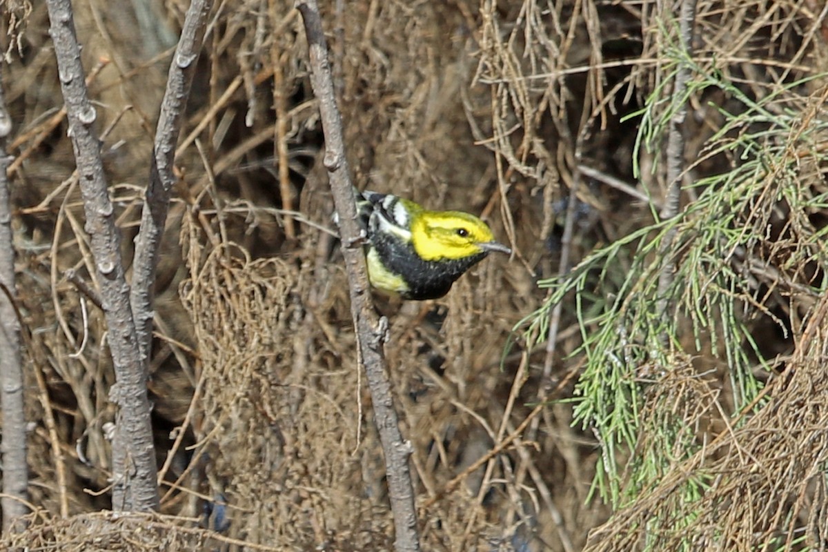 eBird Checklist - 5 Nov 2024 - Bob Kildee Community Park - 1 species