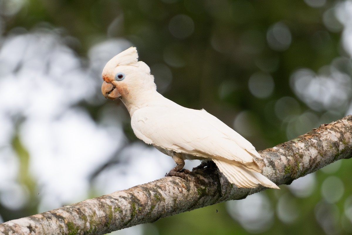 ML625900473 - Solomons Corella - Macaulay Library
