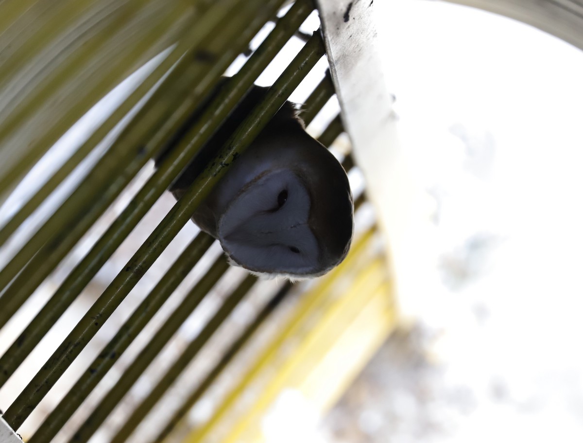 eBird Checklist - 5 Nov 2024 - Chalillo Dam - 1 species