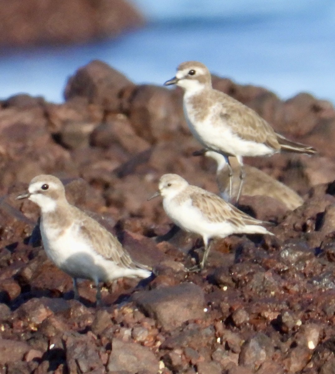 eBird Checklist - 6 Nov 2024 - Galiwinku - Elcho Island - 47 species