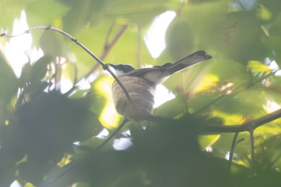 Northern Fantail (Chin-spot) - eBird