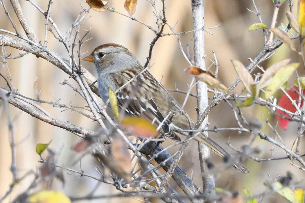 Pennsylvania Bird Atlas Checklist - 5 Nov 2024 - St. Luke's Hospital ...