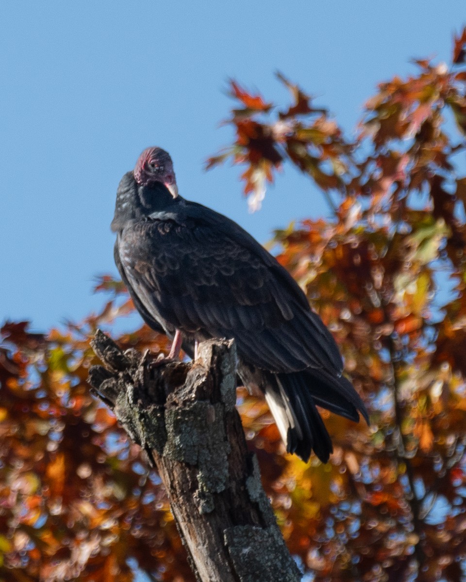 Pennsylvania Bird Atlas Checklist - 6 Nov 2024 - Gettysburg - 10 species