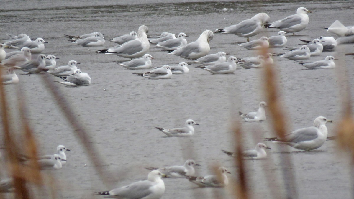 eBird Checklist - 5 Nov 2024 - Silver Creek Inlet - southern section - 3 species