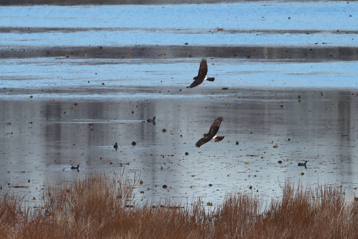 eBird Checklist - 6 Nov 2024 - Holiday Beach CA--Hawk Tower - 7 species