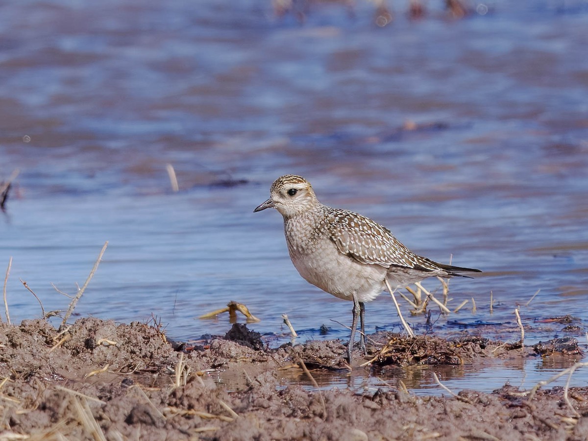 eBird Checklist - 6 Nov 2024 - Bosque del Apache NWR - 29 species