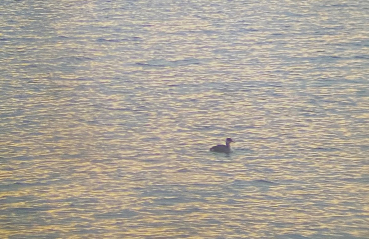 eBird Checklist - 6 Nov 2024 - Kingston--Finkle's Shore Park - 6 species