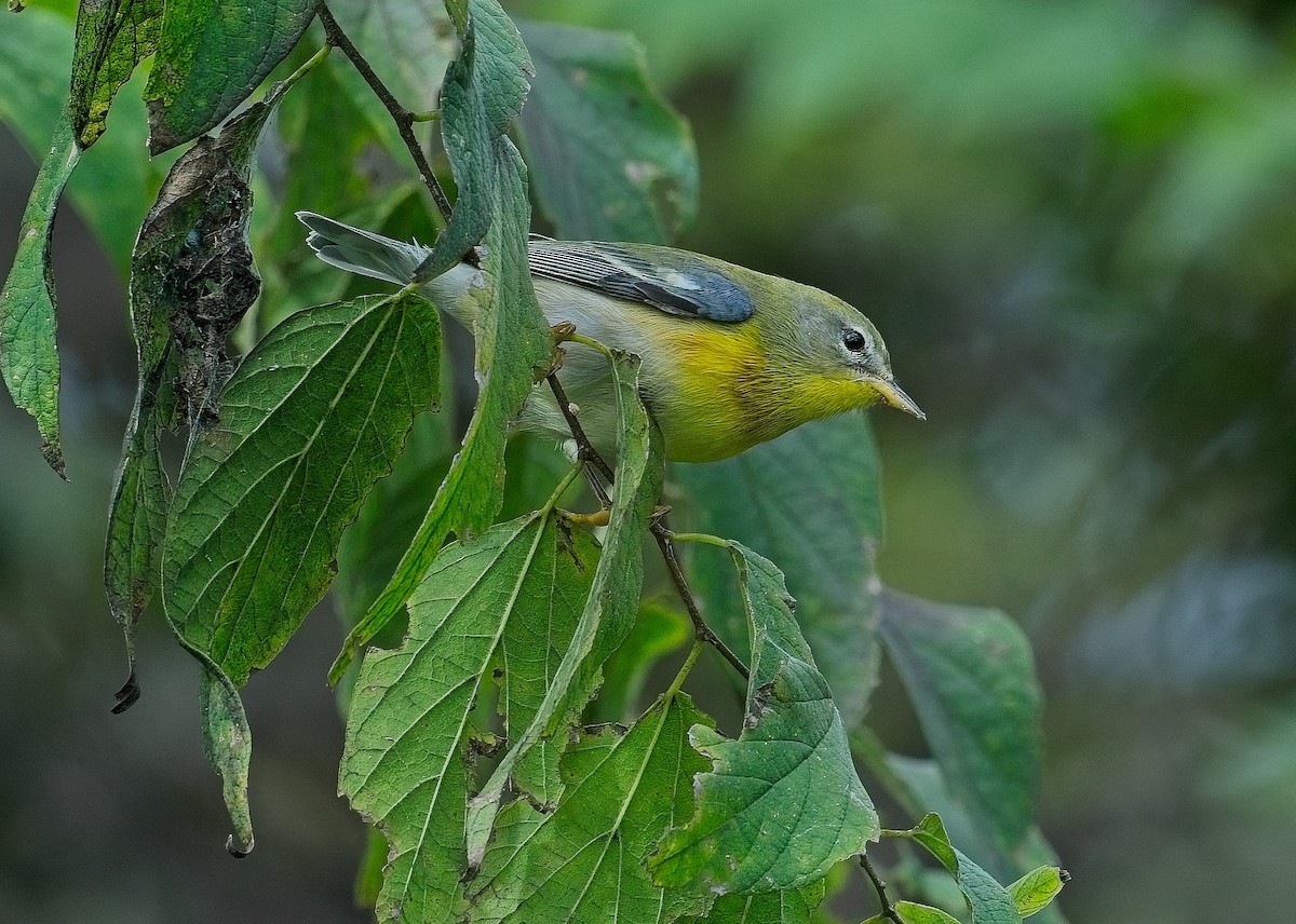 ML625933876 - Northern Parula - Macaulay Library