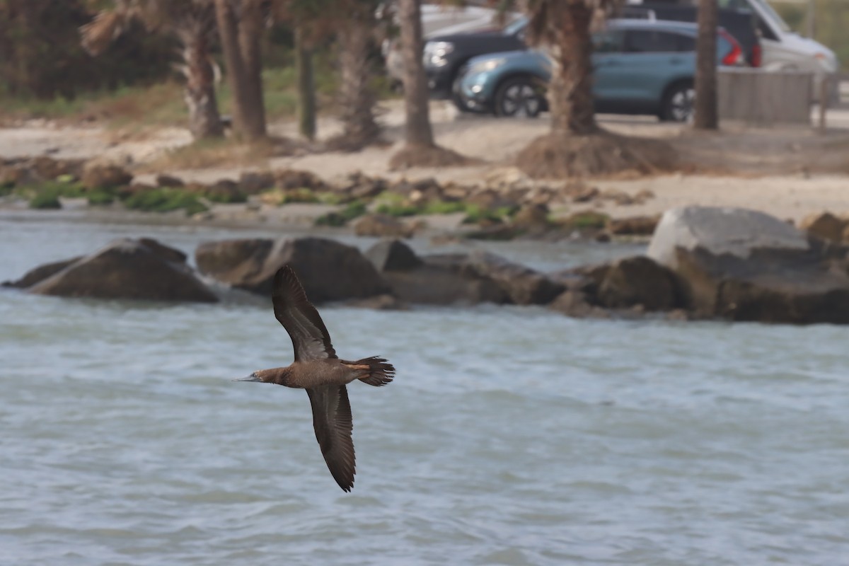 eBird Checklist - 6 Nov 2024 - Sebastian inlet state park, Vero Beach ...
