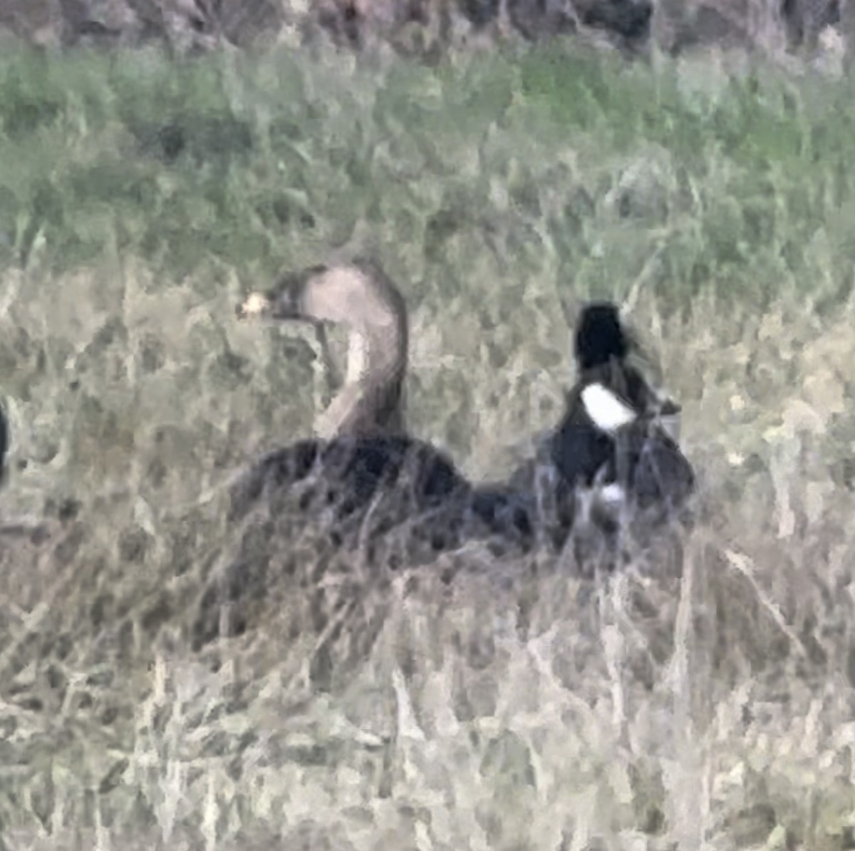 eBird Checklist - 6 Nov 2024 - Arcata Bottoms--Jackson Ranch Rd. slough ...