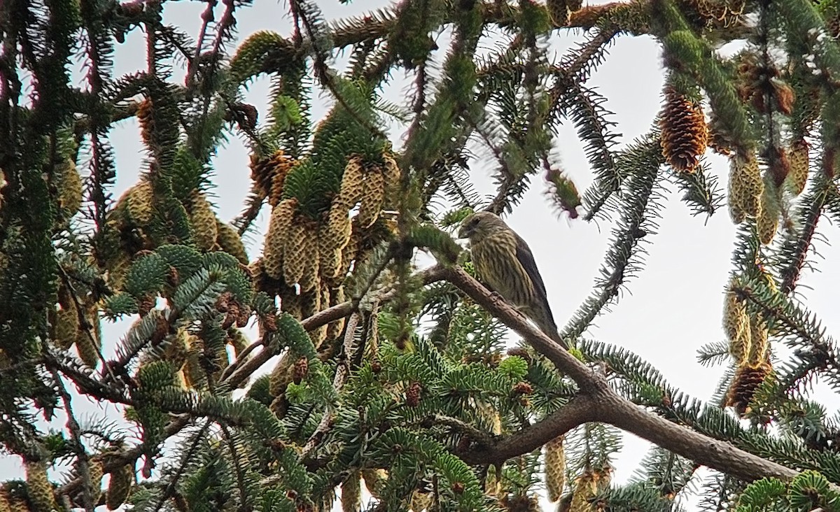 eBird Checklist - 1 Sep 2024 - Abernethy Forest--Twin Loch Trail - 12 ...