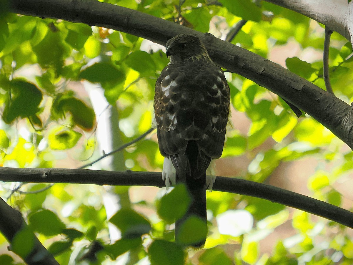 eBird Checklist - 6 Nov 2024 - Rubio Canyon - 25 species (+1 other taxa)