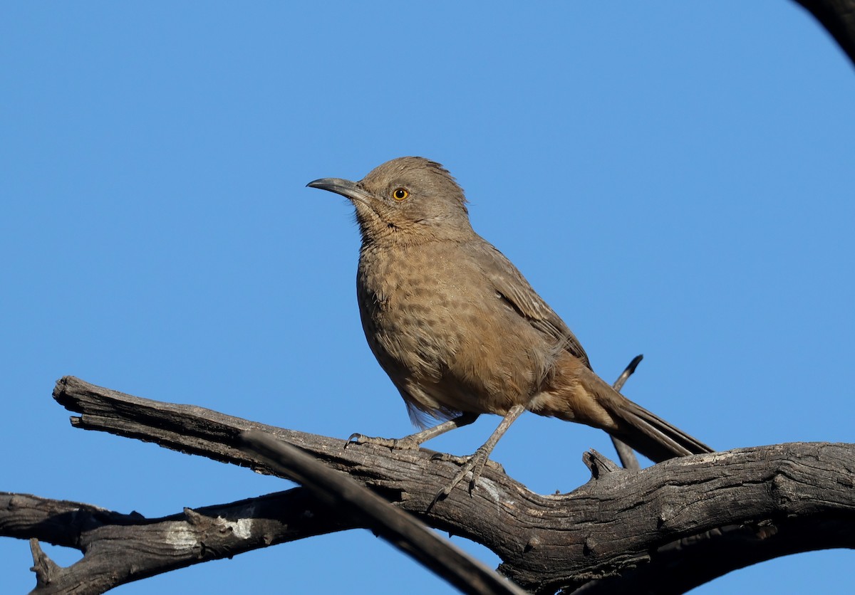 eBird Checklist - 7 Nov 2024 - San Jacinto Wildlife Area - 9 species