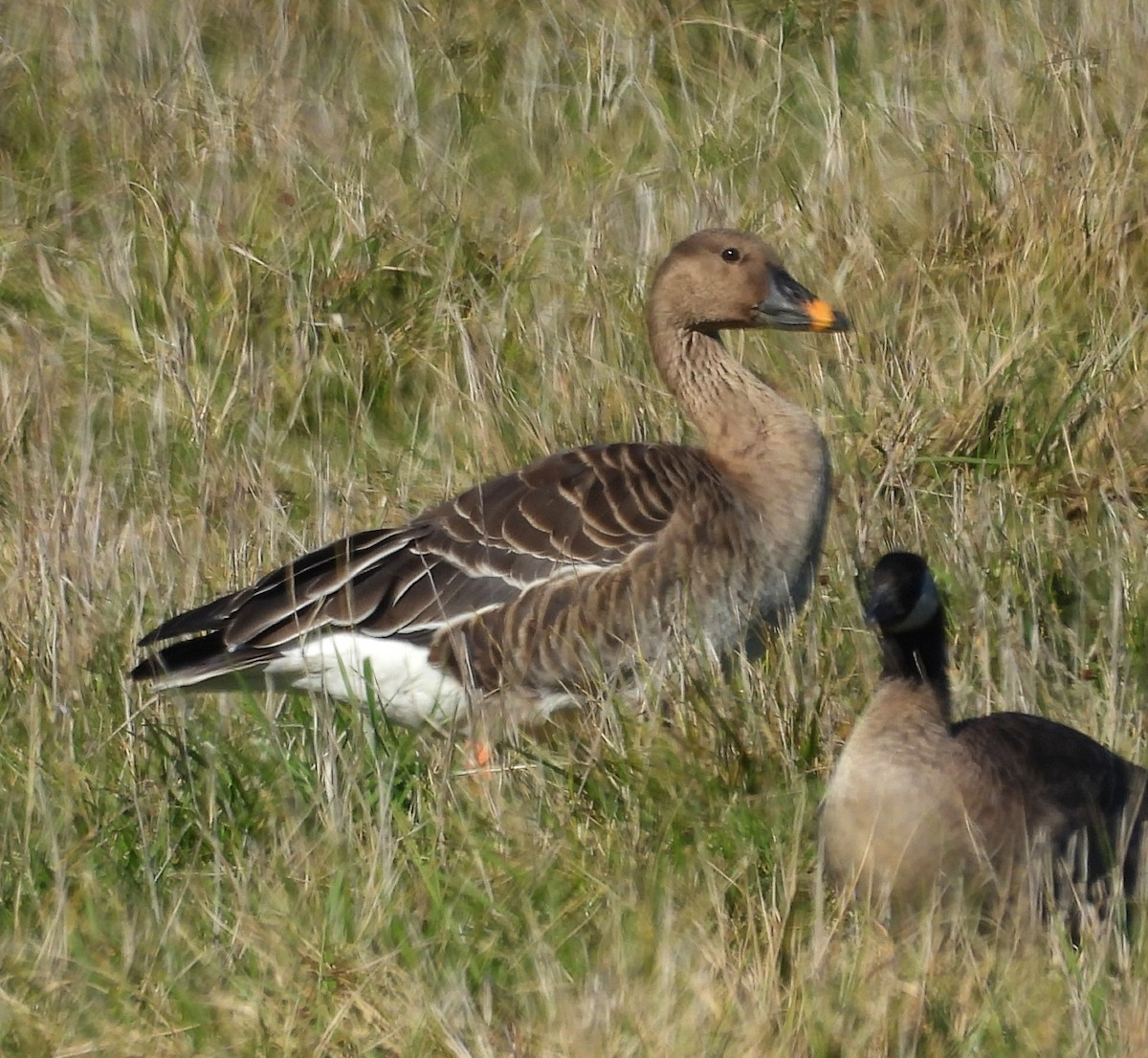 eBird Checklist - 7 Nov 2024 - Arcata Bottoms--Jackson Ranch Rd. - 13 ...