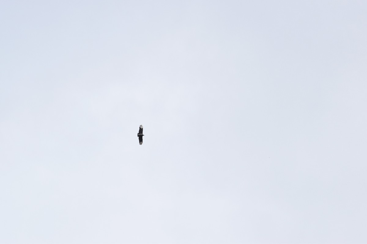 eBird Checklist - 7 Nov 2024 - King Ranch--Norias Division (Kenedy Co ...