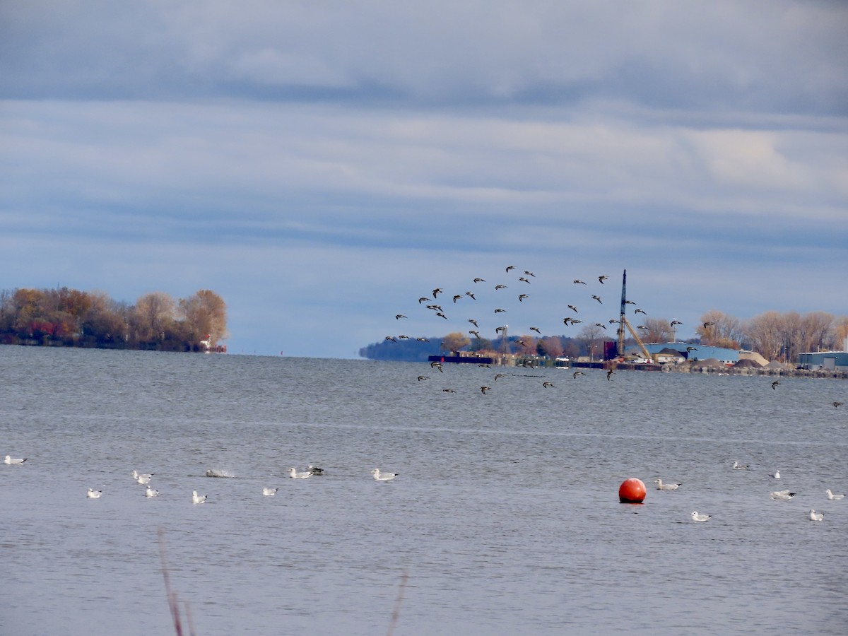 Pennsylvania Bird Atlas Checklist - 7 Nov 2024 - Presque Isle SP--Leo's Landing - 25 species (+2 ...