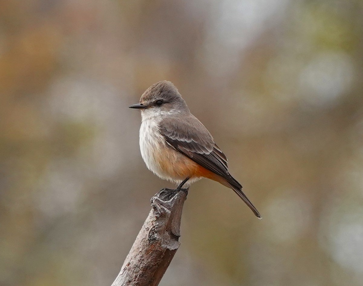 eBird Checklist - 7 Nov 2024 - Presque Isle S.P., Leo's landing - 15 species