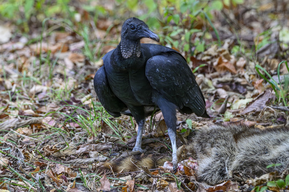eBird Checklist - 7 Nov 2024 - 14619–14701 Sugarland Rd, Poolesville US ...