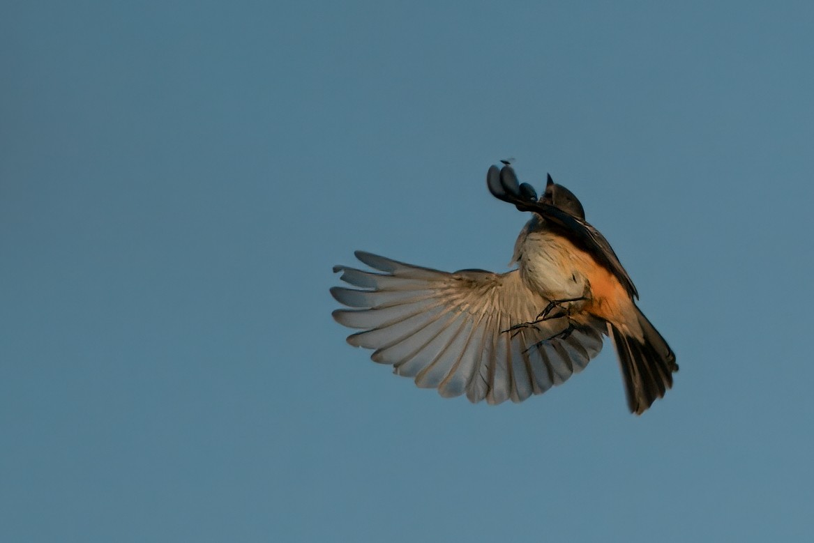 Pennsylvania Bird Atlas Checklist - 7 Nov 2024 - Presque Isle SP--Leo's Landing - 5 species