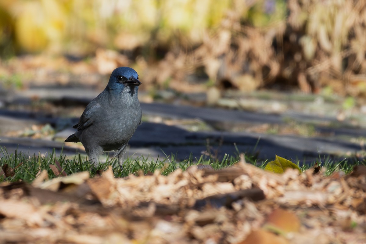 ML625975661 - Pinyon Jay - Macaulay Library