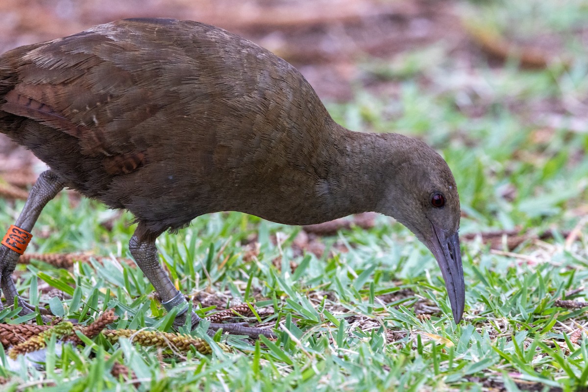 ML625977869 - Lord Howe Rail - Macaulay Library